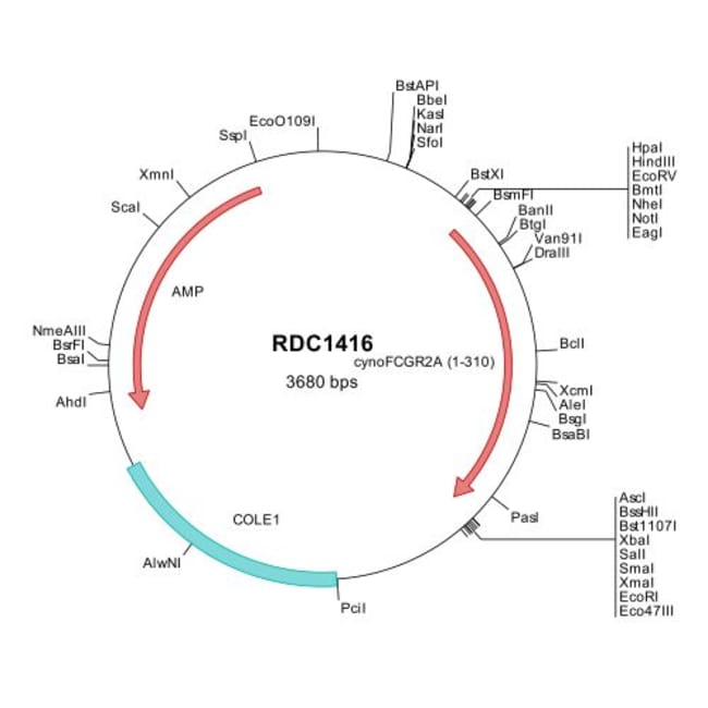 R D Systems Cynomolgus Monkey Fc gamma RIIA/CD32a (NP_001270598) cDNA ...