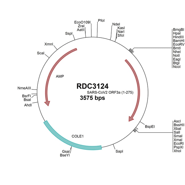 R SARS-CoV-2 ORF3a (YP_009724391.1) VersaClone cDNA 10 μg:Protein ...