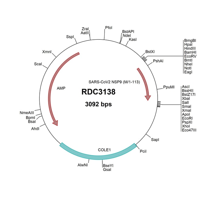 R SARS-CoV-2 NSP9 (YP_009725305.1) VersaClone cDNA 10 μg:Protein ...