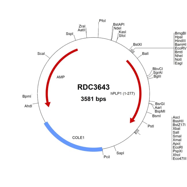 R Human Myelin PLP (NP_000524.3) VersaClone cDNA 10 μg:Protein Analysis ...