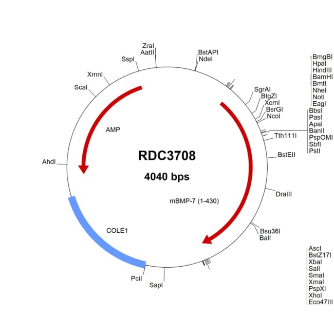 R Mouse BMP-7 (NP_031583.2) VersaClone cDNA 10 μg:Protein Analysis ...