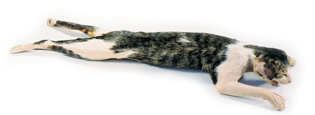 RanacoSkinned Cat Anatomy Kit 18 in.:Education Supplies | Fisher Scientific