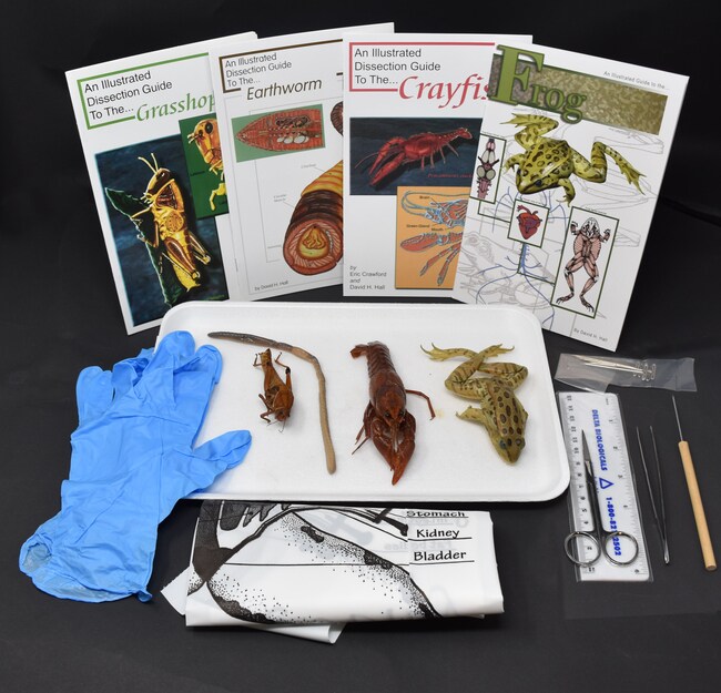 Ranaco Animal Anatomy Kit:Education Supplies:Biology Classroom Products ...