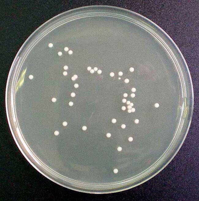 Scharlab Malt Extract Agar Nº 1 Malt Extract Agar; Form: Solid | Fisher ...