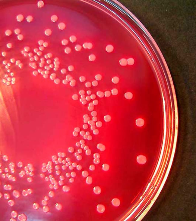 Scharlab Violet Red Bile Dextrose Agar (VRBD A.) Violet Red Bile ...