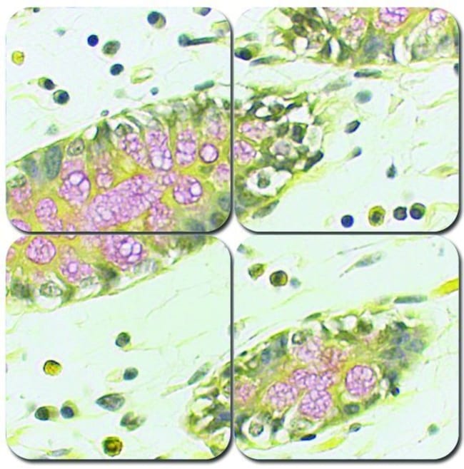 StatLab MasterTech Muci Plus Stain Kit 100 mL | Buy Online | StatLab™ | Fisher Scientific