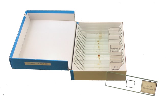 Supertek Bacteria Glass Slide Set Slide type: bacteria:Education ...