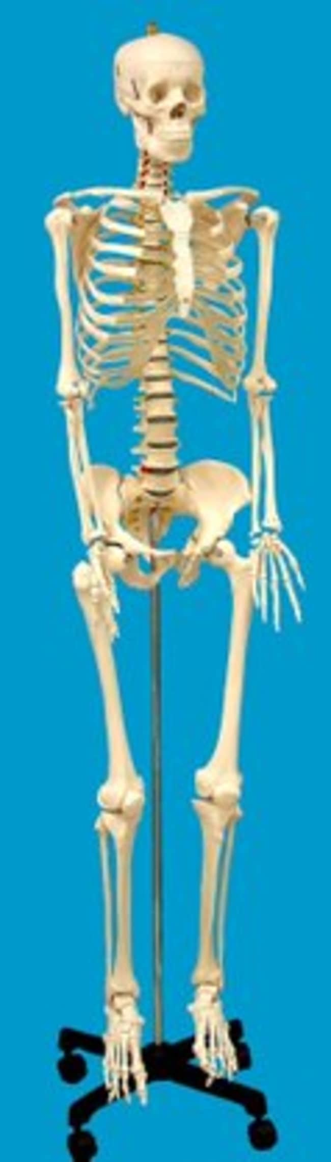 Supertek Human Skeleton Model Height: 67 in.:Education Supplies ...