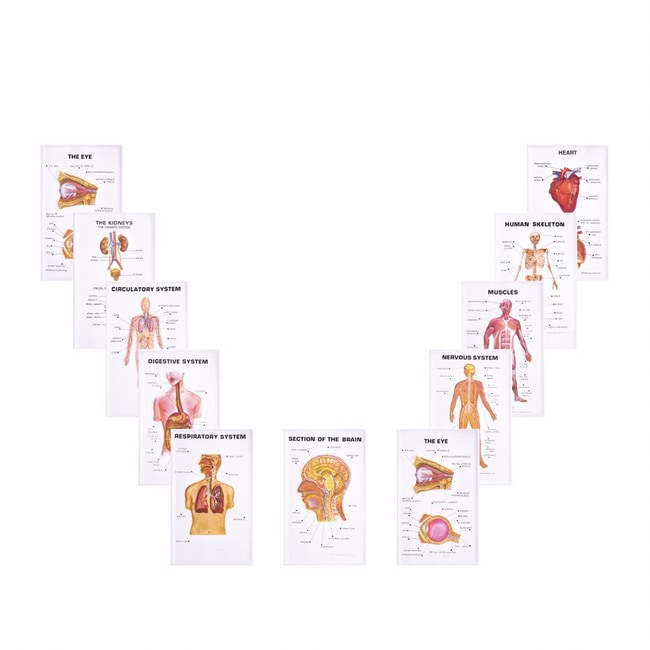 Supertek Raised Relief Human Anatomy Plaque Models Set Raised Relief ...