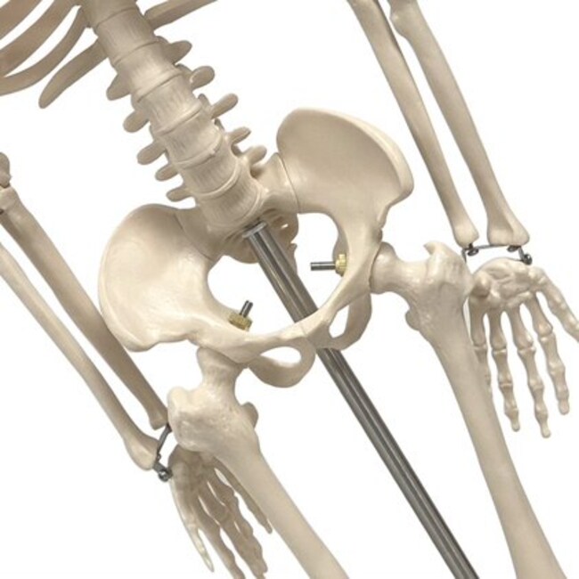Supertek Human Skeleton Model Height: 34 in.:Education Supplies ...