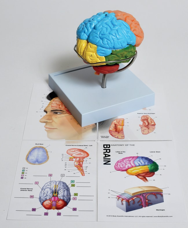 United Scientific Human Brain Model, 8-Part Model | Buy Online | United ...