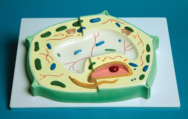 United Scientific Plant Cell Model Model | Buy Online | United ...