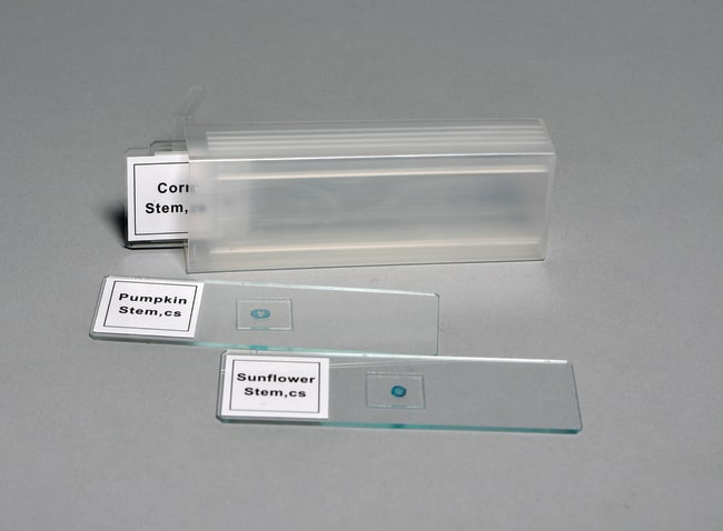 United Scientific™ Prepared Slide Set, 4 Slides | Fisher Scientific
