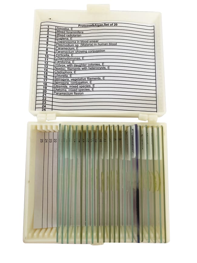 United Scientific Protozoa & Algae Slide Set Protozoa & Algae Slide ...