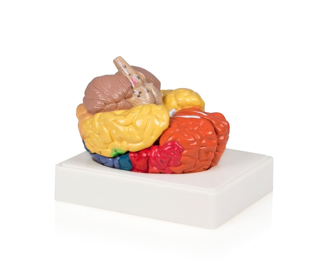 Walter Products Regional Color-coded Brain Model 8 x 7 x 7.5 in. | Buy ...