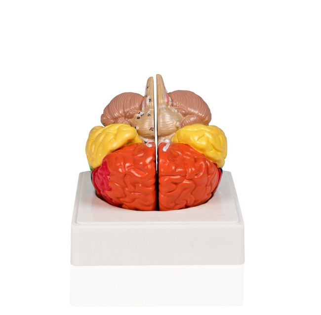 Walter Products Regional Color-coded Brain Model 8 x 7 x 7.5 in. | Buy ...