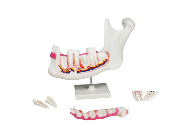 Walter Products 6-part Lower Jaw Model Mandible Model; Dimensions (L x ...