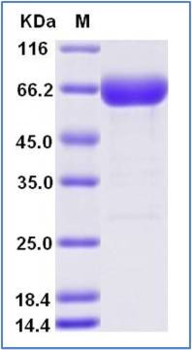Sino Biological Human CD200 Protein (Fc & AVI Tag), Biotinylated 100ug ...