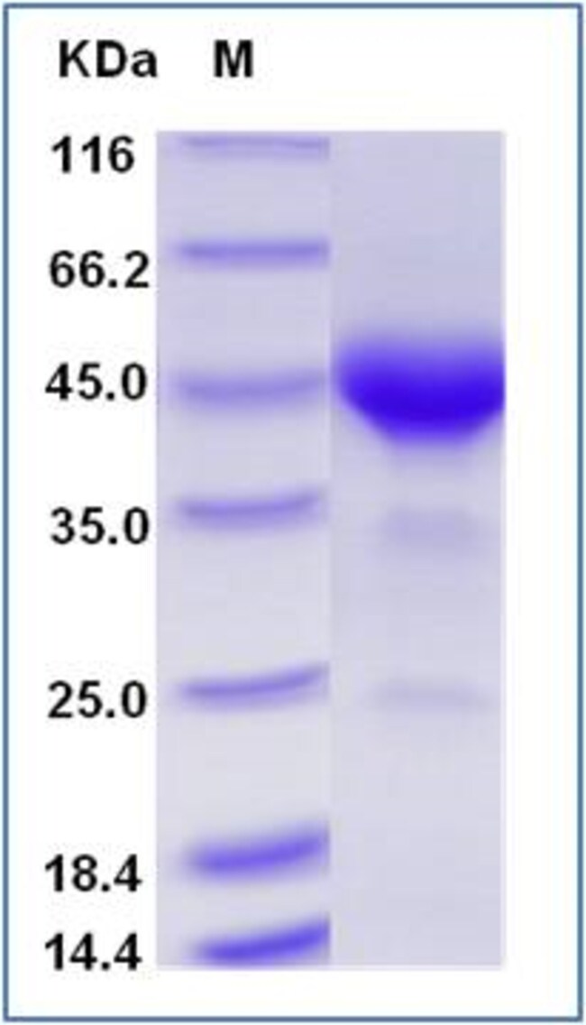Sino Biological Human CD24 Protein (Fc Tag) 100ug, Quantity: Each of 1 ...