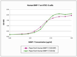 Gibco Human BMP-7 Recombinant Protein, PeproTech 10 x 100 µg ...