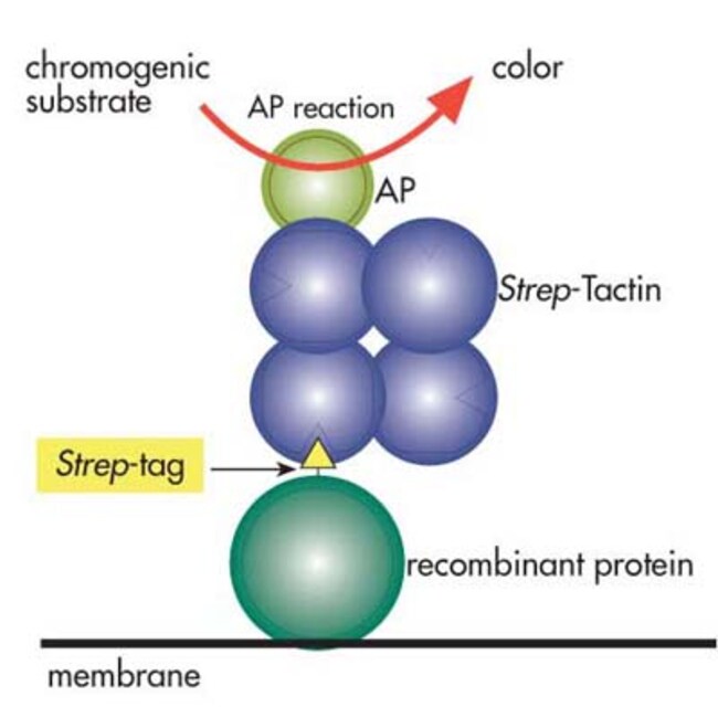 IBA Solutions For Life Science™ Strep Tactin™ Conjugated to Alkaline ...