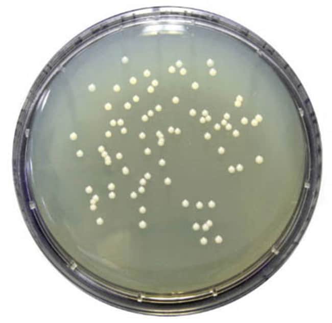 Thermo Scientific™ Oxoid™ Pro-Tect™-Agar TWI Kontaktplattenmedium ...