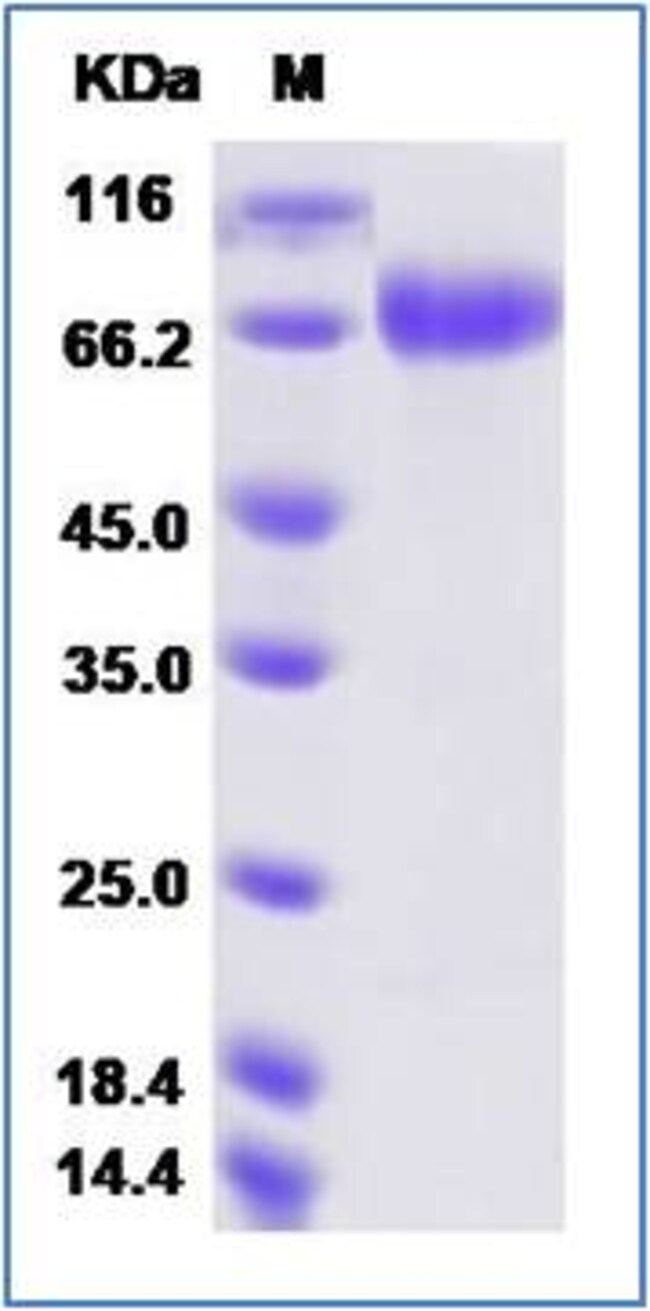 Sino Biological Mouse PD-L1 / B7-H1 / CD274 Protein (Fc & AVI Tag), Biotinylated | Fisher Scientific