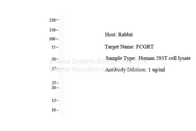 Aviva Systems Biology Corp FCGRT Antibody - N-terminal region (ARP46406 ...