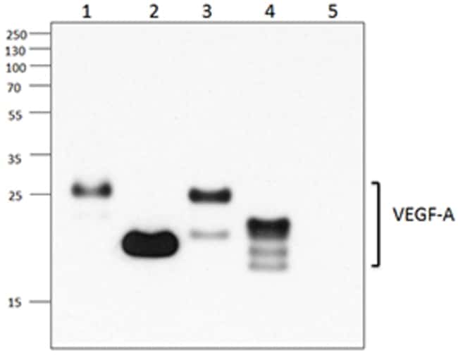 Biolegend Purified anti-mouse VEGF-A, Quantity: Each of 1 | Fisher ...