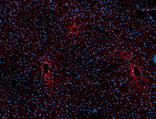 Biolegend Alexa Fluor 594 anti-mouse CD105 | Fisher Scientific