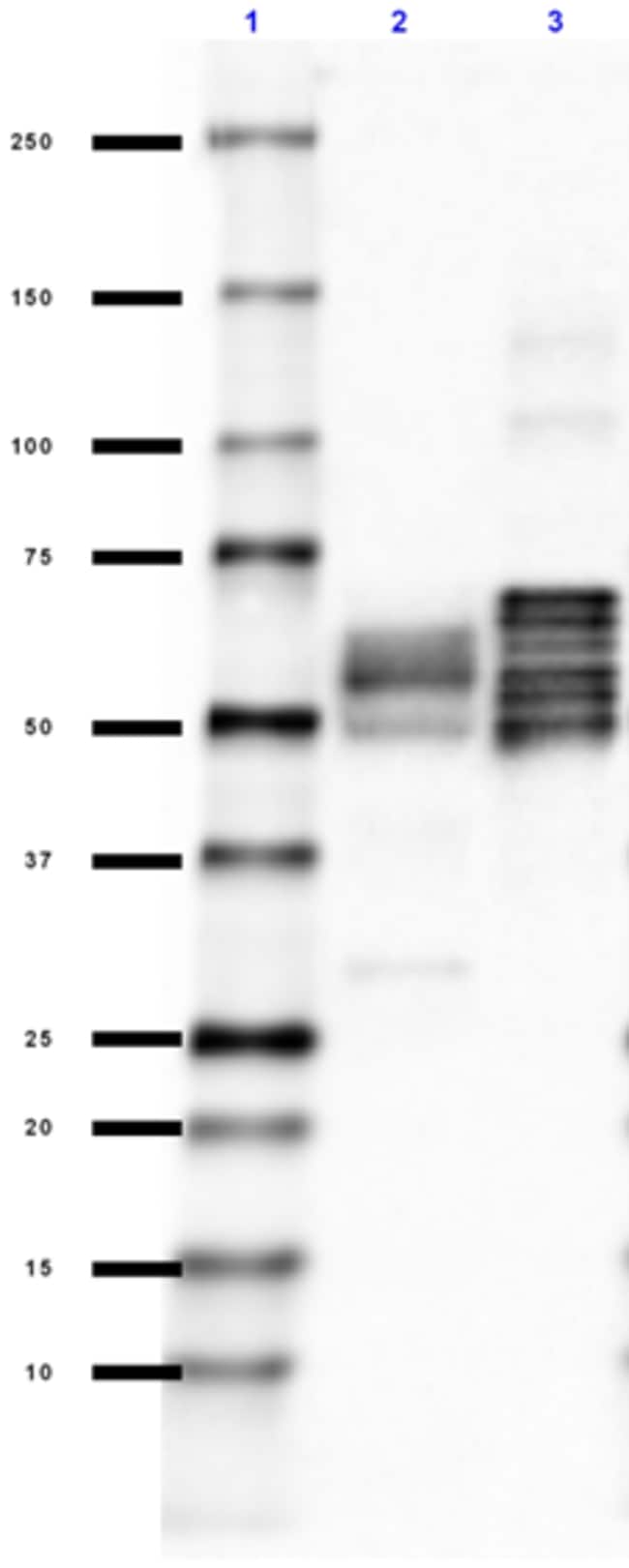 Biolegend Purified (azide-free) anti-Tau, 404-441, Quantity: Each of 1 ...