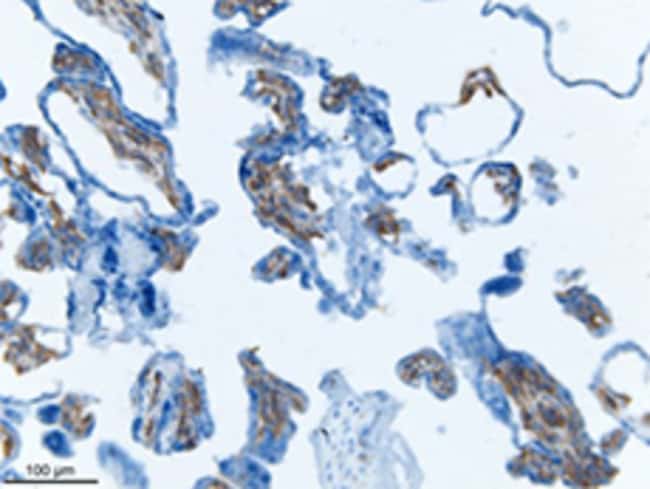 Biolegend Purified anti-CD34 | Fisher Scientific