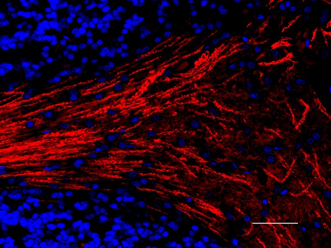 Biolegend Alexa Fluor 594 anti-Myelin Basic Protein | Fisher Scientific