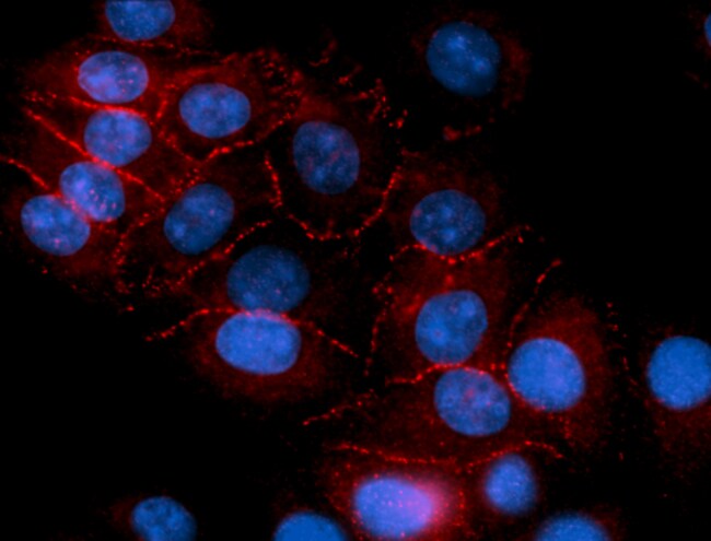 Biolegend Ultra-LEAF Purified anti-α-E-Catenin, Quantity: Each of 1 ...