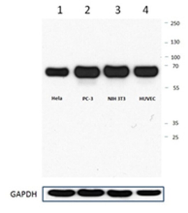 Biolegend Purified anti-Syntrophin | Fisher Scientific