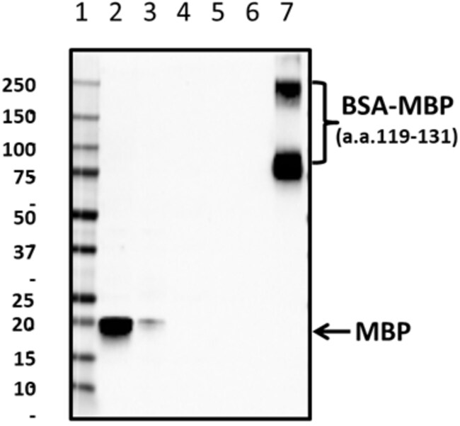 Biolegend Purified anti-Myelin Basic Protein, 119-131, Quantity: Each ...