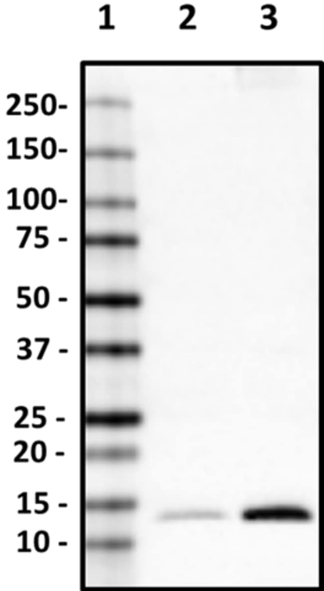 Biolegend Purified anti-Galectin-1 | Fisher Scientific