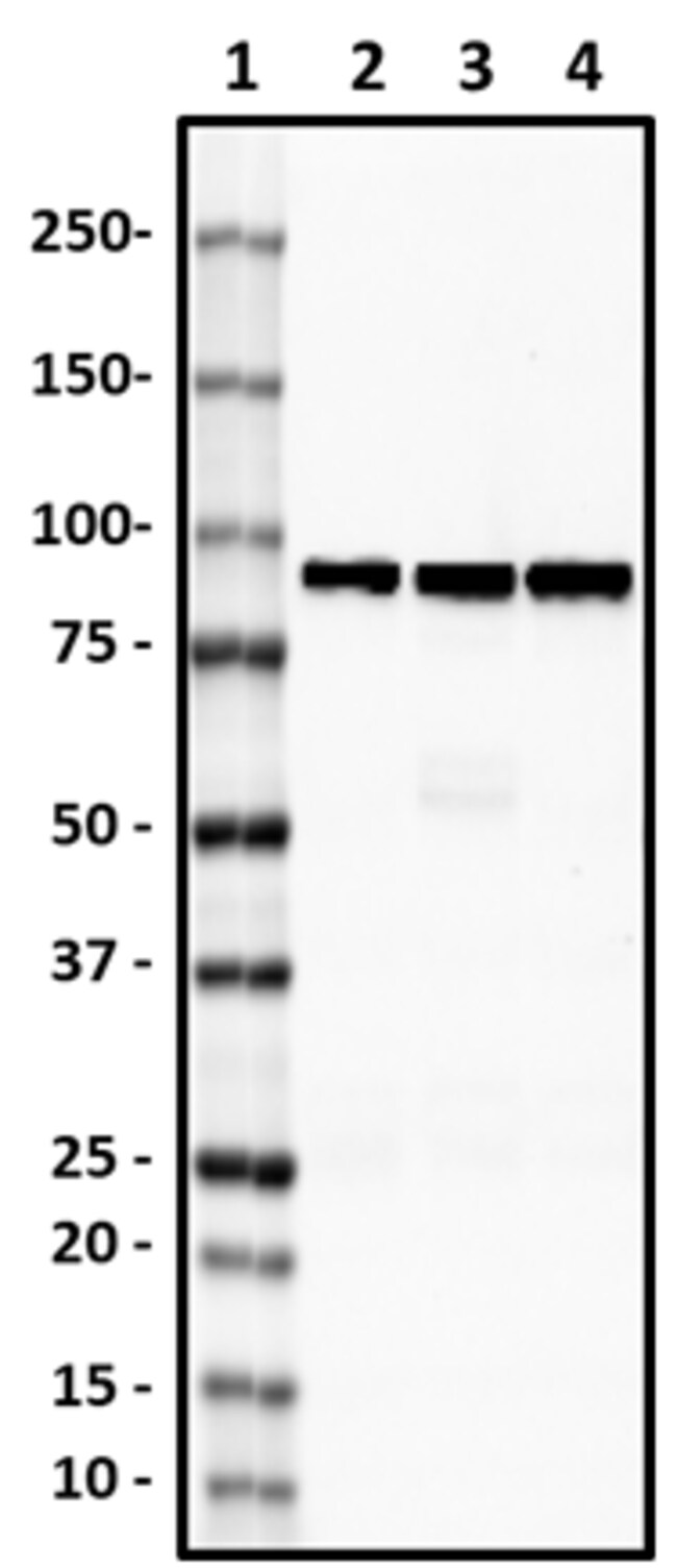 Biolegend Purified anti-GlyT2 (SLC6A5) | Fisher Scientific