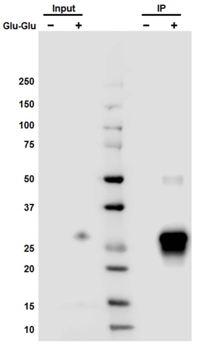 Biolegend Anti-Glu-Glu Epitope Tag Affinity Matrix | Fisher Scientific