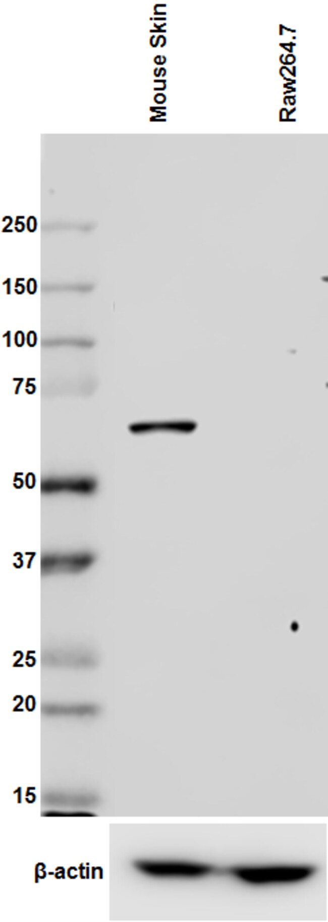 Biolegend Purified anti-Keratin 1, Quantity: Each of 1 | Fisher Scientific