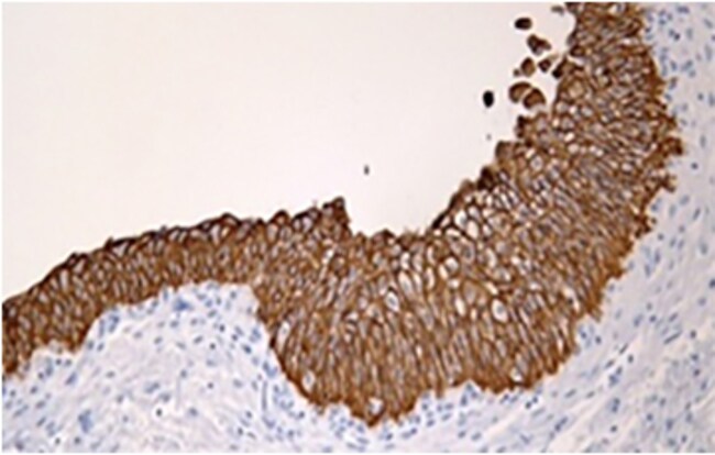 Biolegend Purified anti-Cytokeratin | Fisher Scientific