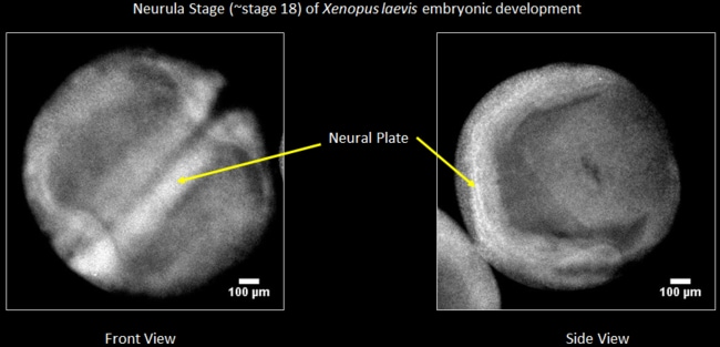 Biolegend Purified anti-Tubulin-β 2B (TUBB2B), Quantity: Each of 1 ...