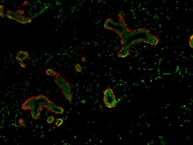 Biolegend Alexa Fluor 647 anti-Podoplanin (Lymphatic Endothelial Marker ...