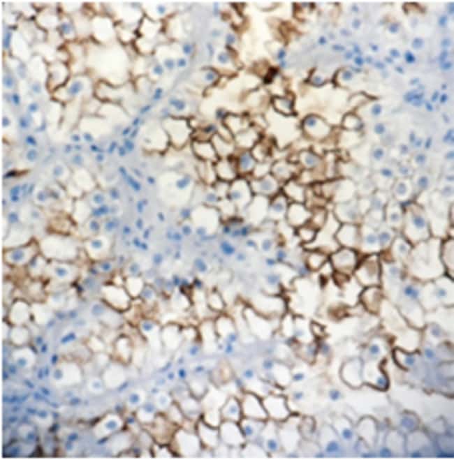 Biolegend Purified anti-Blood Group Antigen Precursor (BG1) | Fisher ...
