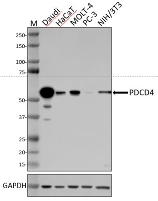 Biolegend Purified anti-PDCD4, Quantity: Each of 1 | Fisher Scientific