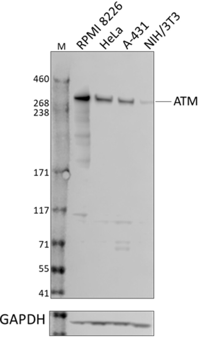 Biolegend Purified anti-ATM | Fisher Scientific