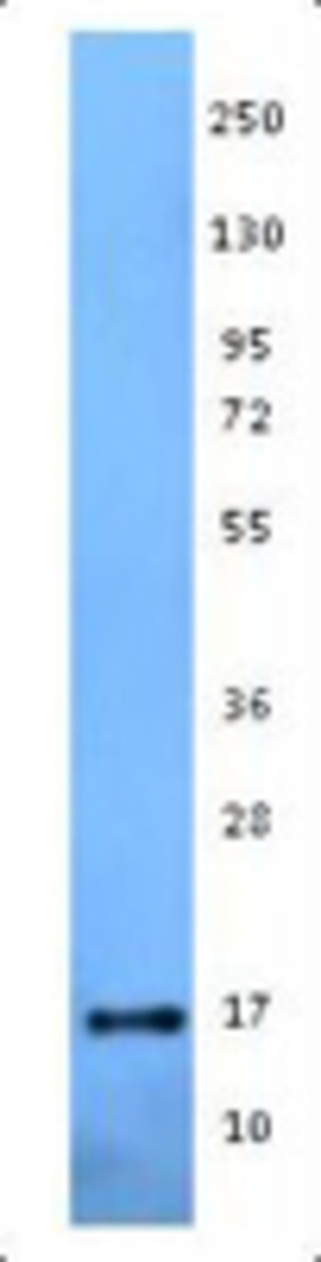 Biolegend Ultra-LEAF Purified anti-mouse IFN-γ, Quantity: Each of 1 ...