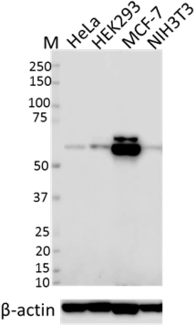 Biolegend Purified anti-RPS6KB1, Quantity: Each of 1 | Fisher Scientific