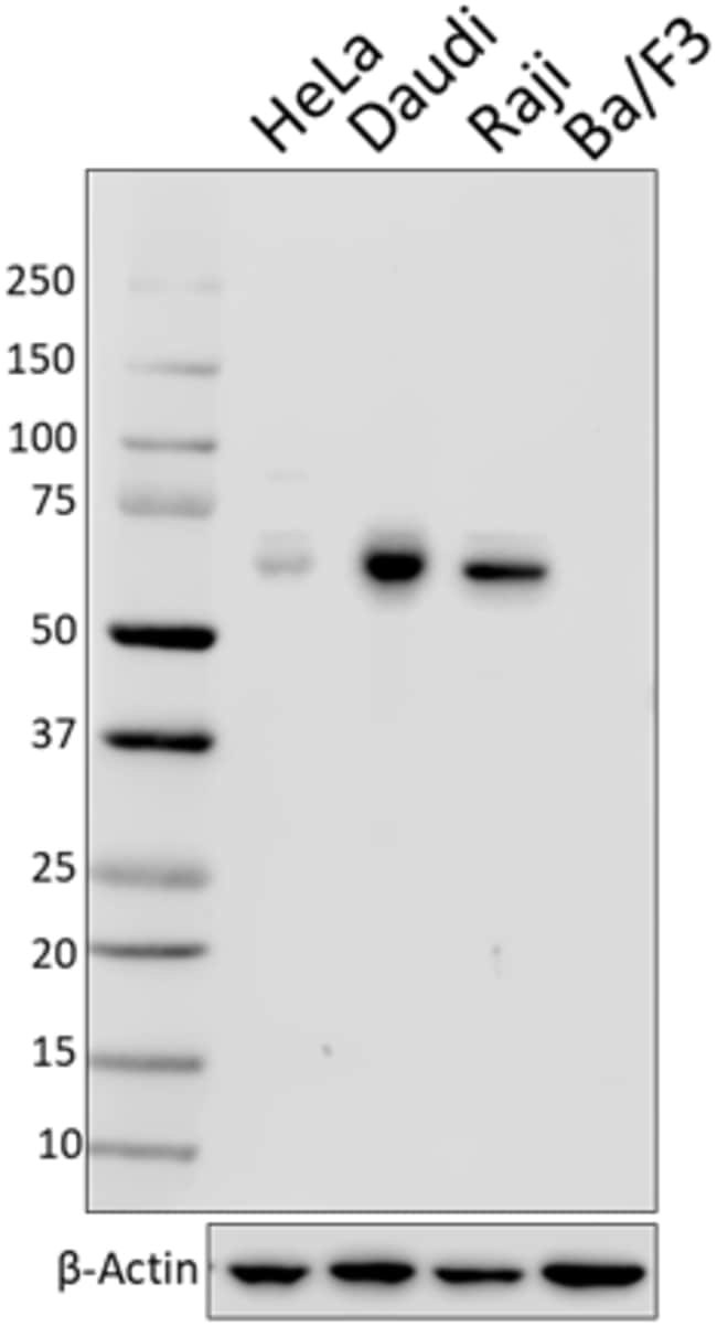 Biolegend Purified anti-RelB, Quantity: Each of 1 | Fisher Scientific