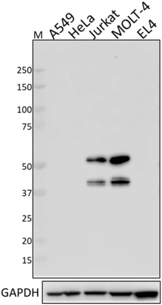 Biolegend Purified anti-LEF1, Quantity: Each of 1 | Fisher Scientific